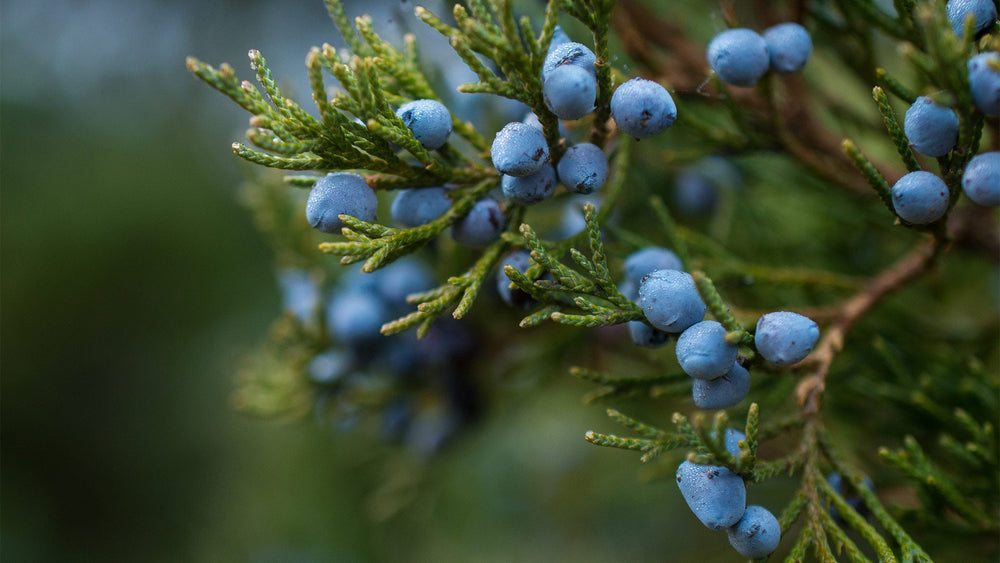 The Power of Juniper Leaves and Berries in Skincare - Desert Botanical ...