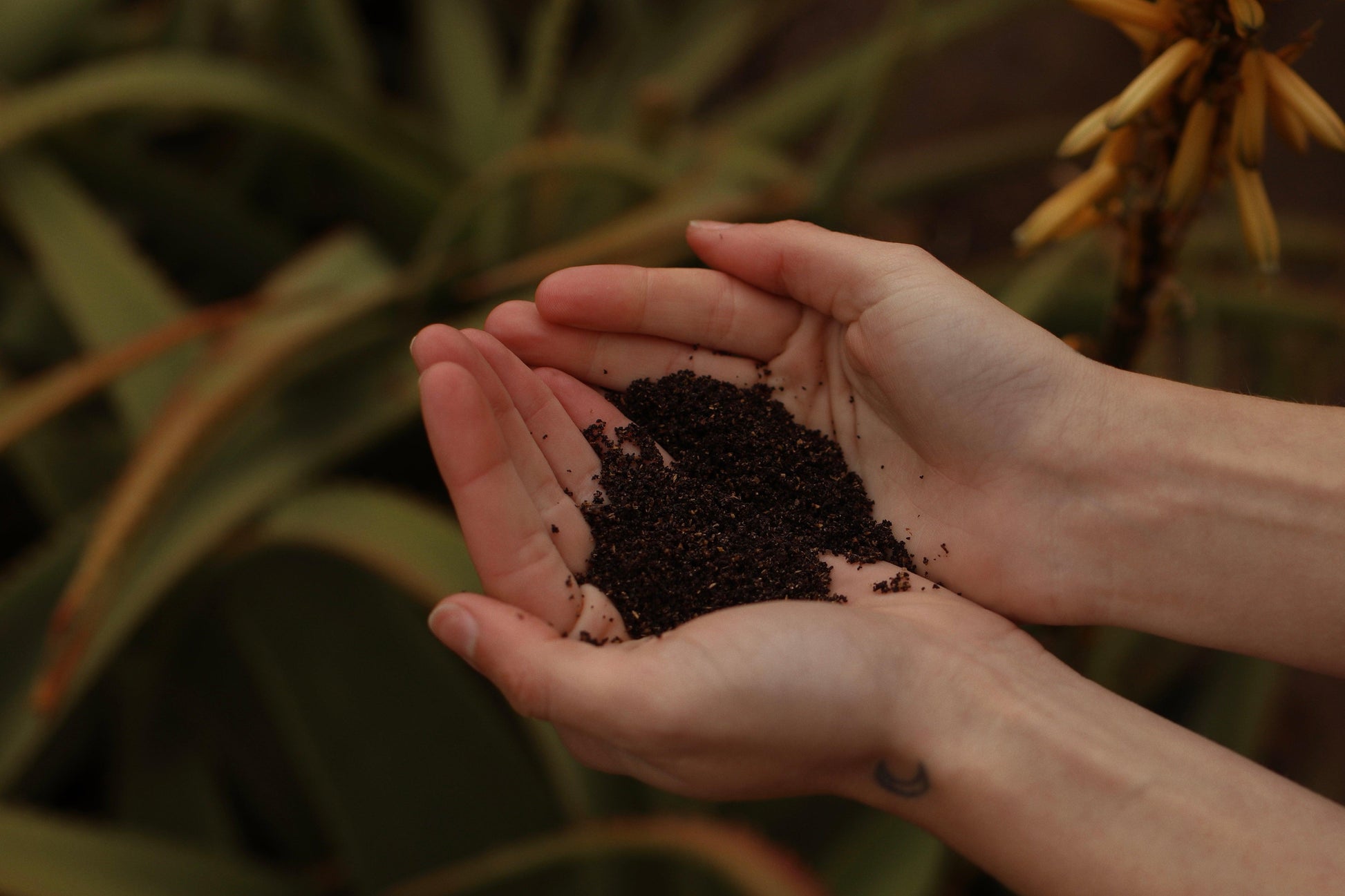 MESQUITE ROAST | A tallow-boosted coffee scrub – Chaparral Theory